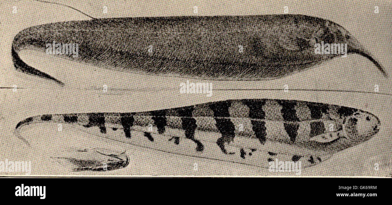 Knifefish not food hi-res stock photography and images - Alamy