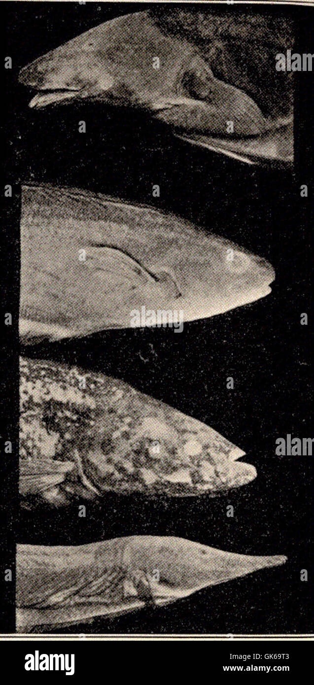 52309 Members of the Gymnotidae Stock Photo - Alamy