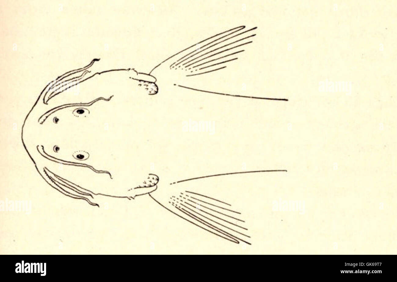 The dorsal view of the head of *Pygidium danisi*, a species within the ...
