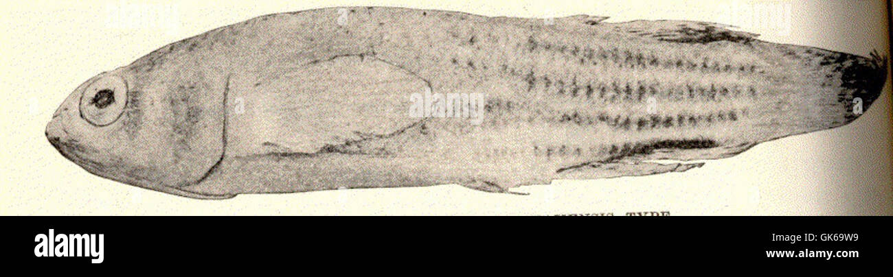 Fundulus hi-res stock photography and images - Alamy