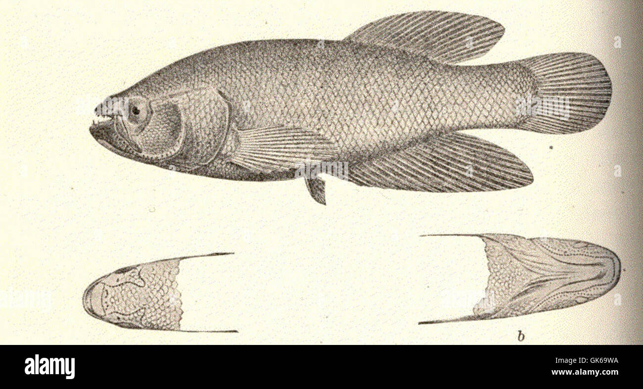 Cynolebias hi-res stock photography and images - Alamy