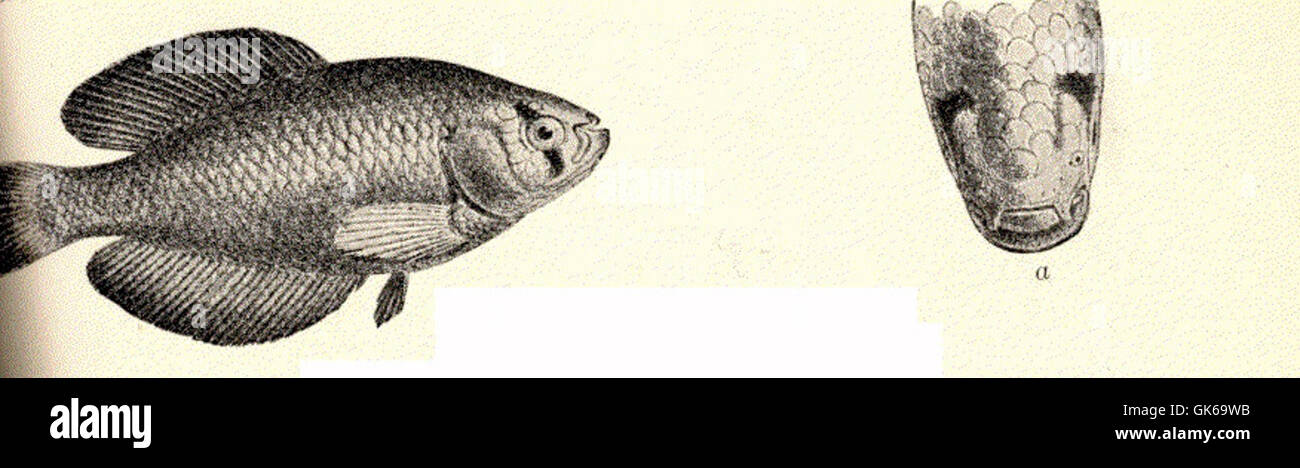 Cynolebias hi-res stock photography and images - Alamy