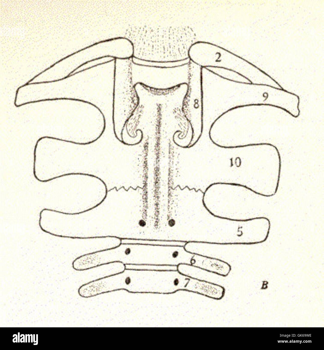 This image shows the ventral view of the anterior vertebrae of *Rhamdia ...