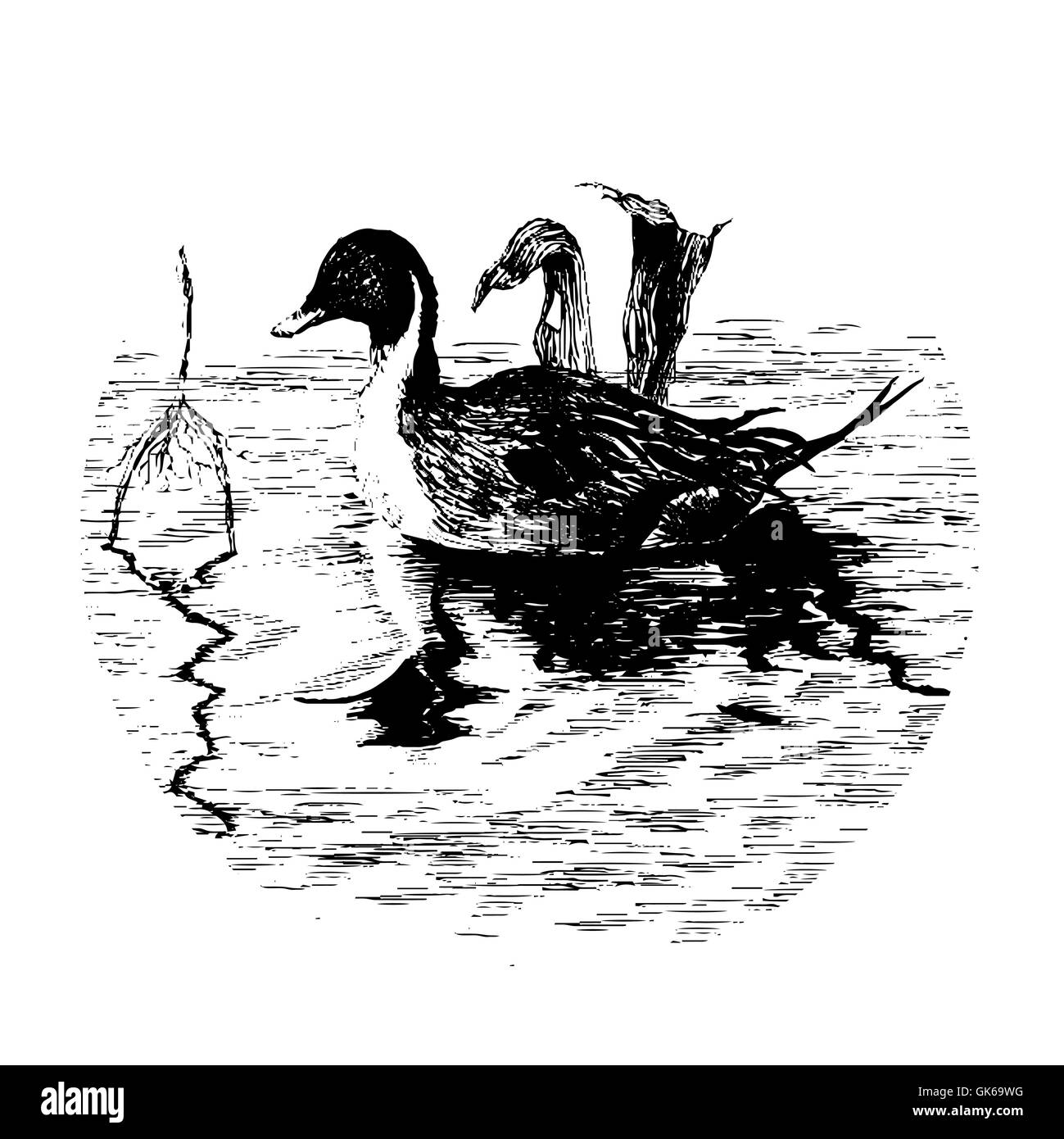 Realistic duck vector Black and White Stock Photos & Images - Alamy