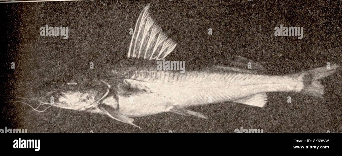 Megalonema platanum is a species of fish in the family Aulopidae, known for its occurrence in ...