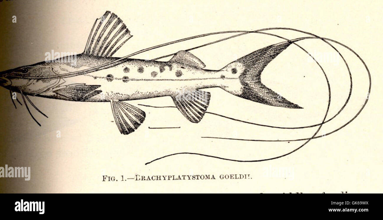 Brachyplatystoma goeldii, a species of large catfish native to South ...