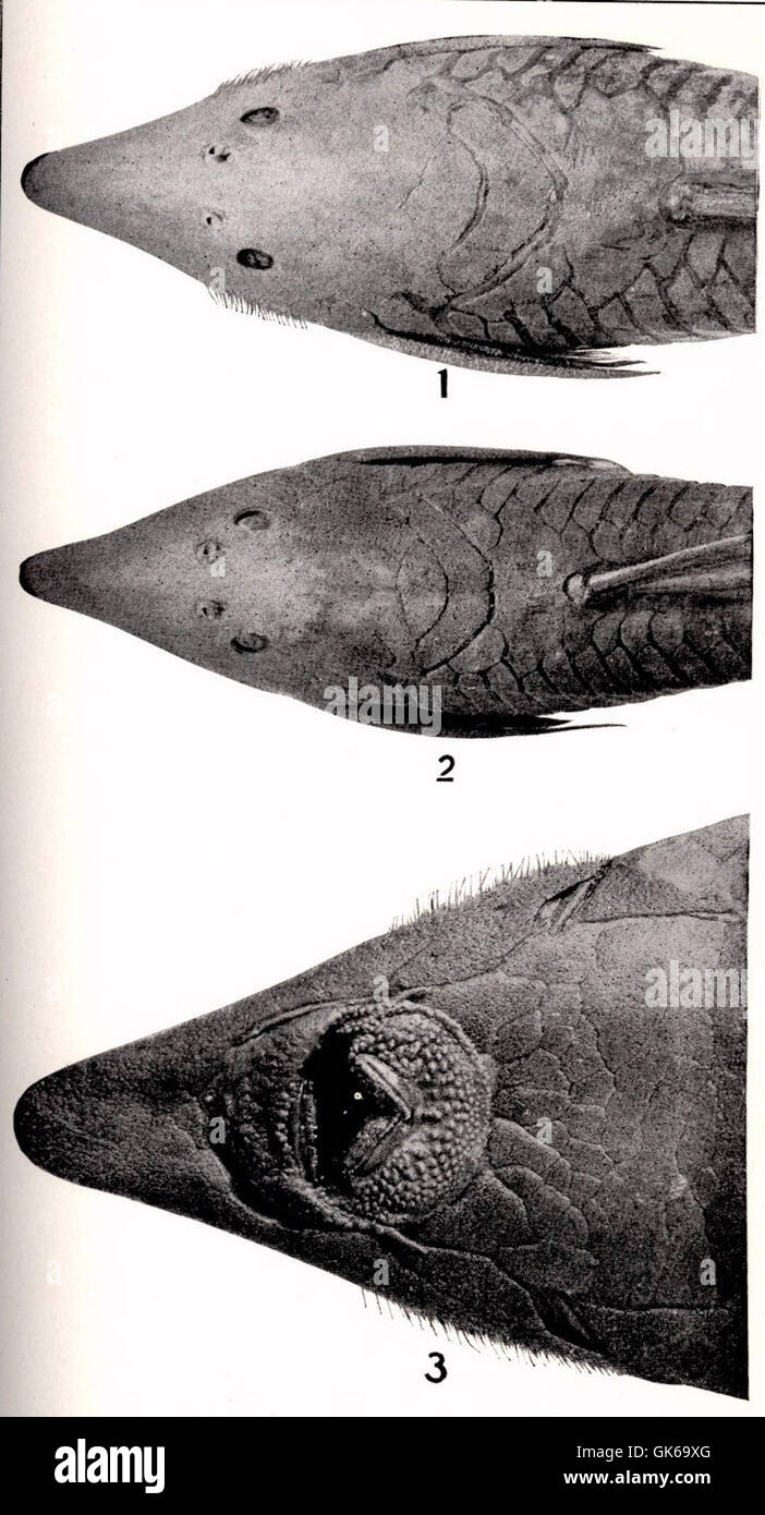 Robust systems hi-res stock photography and images - Alamy