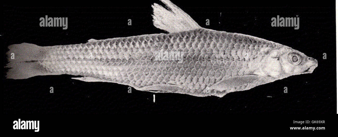 Paraguay tetra hi-res stock photography and images - Alamy