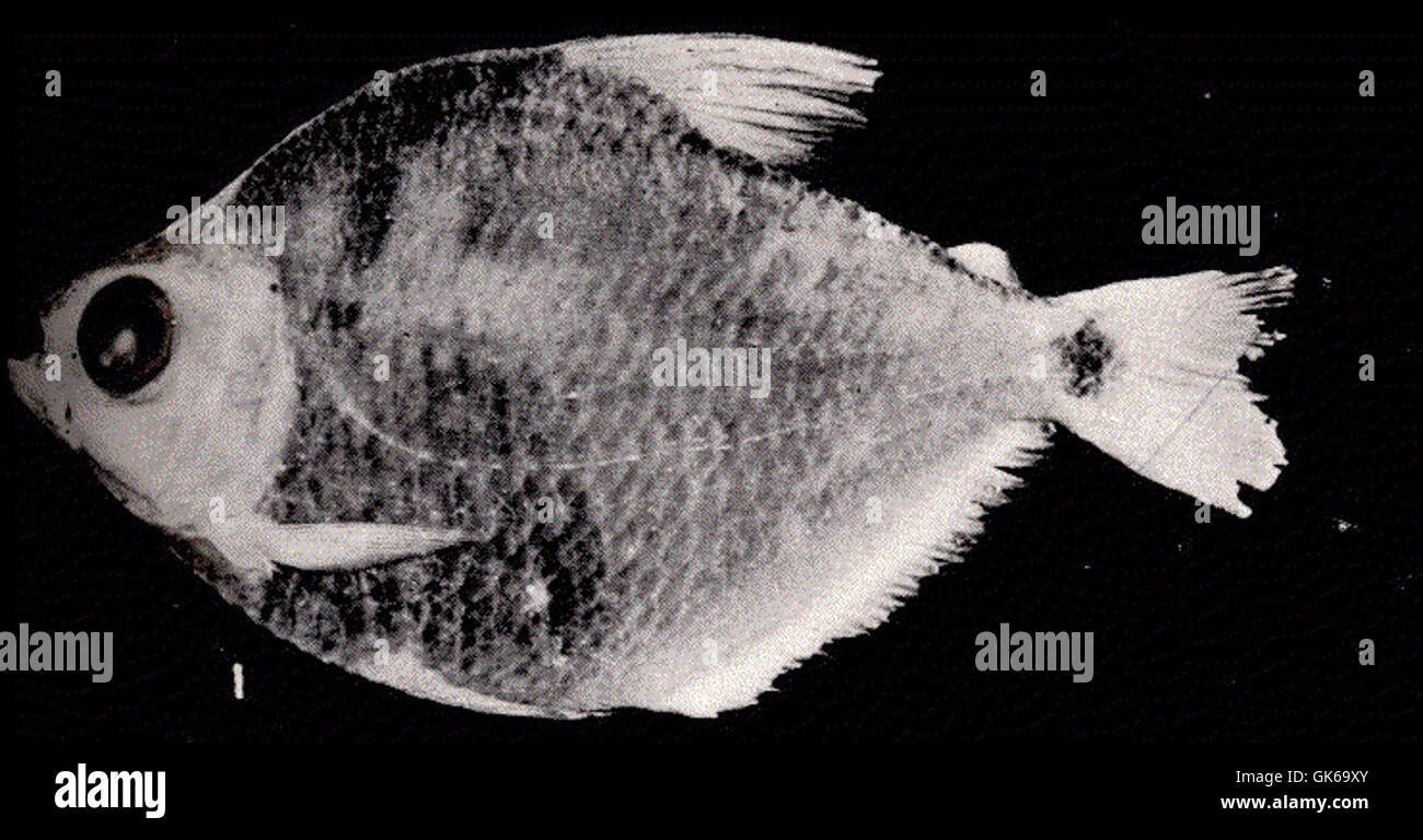 Tetragonopterus argenteus is a species of fish from the family ...