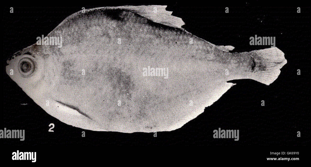 Unique anatomical features hi-res stock photography and images - Alamy