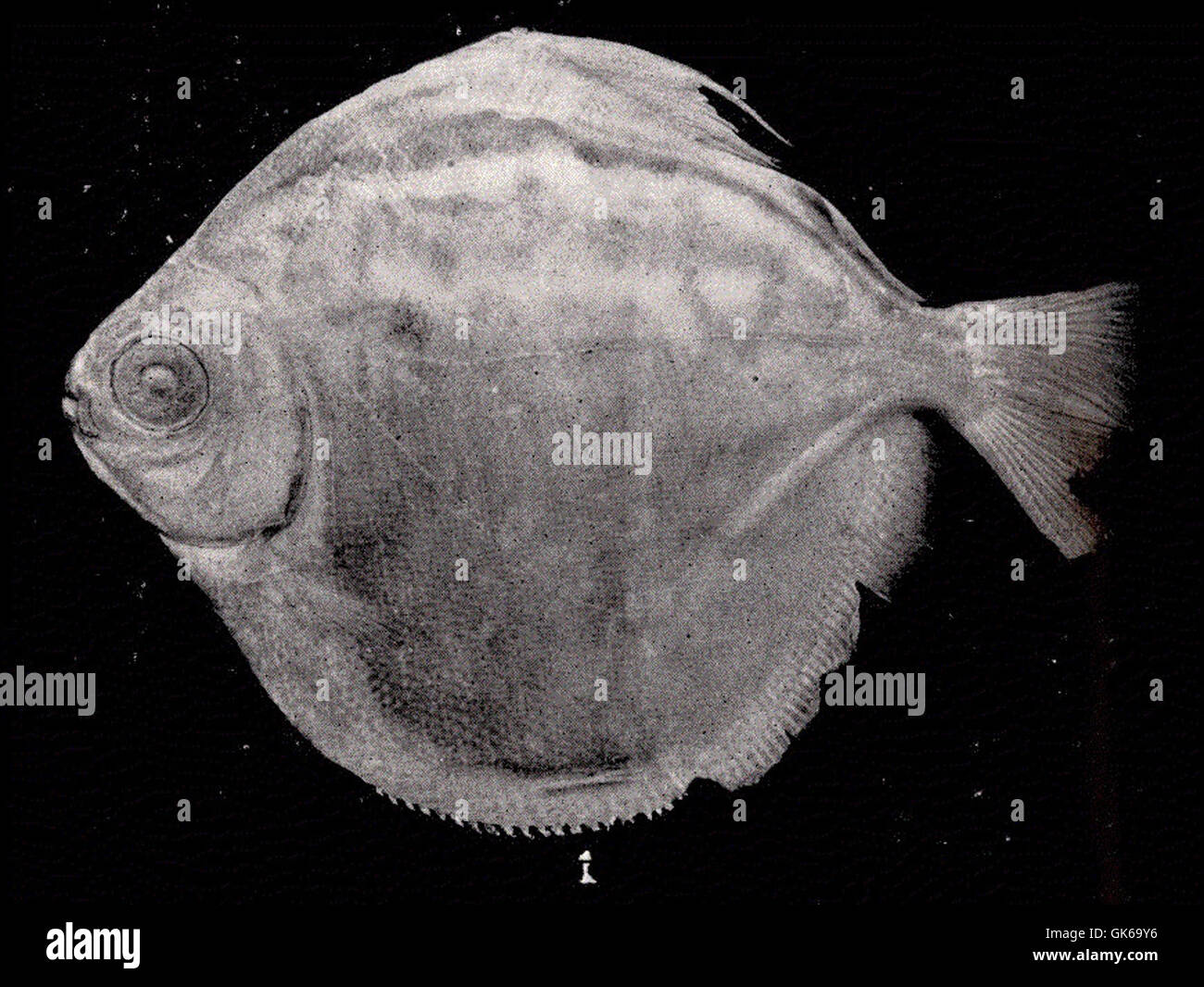 Metynnis mola hi-res stock photography and images - Alamy