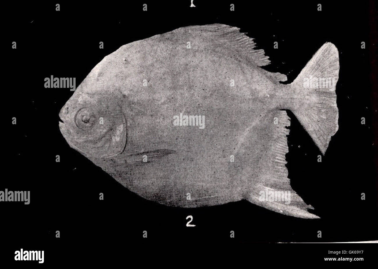 An image of Myleus levis, a species of freshwater fish native to South ...