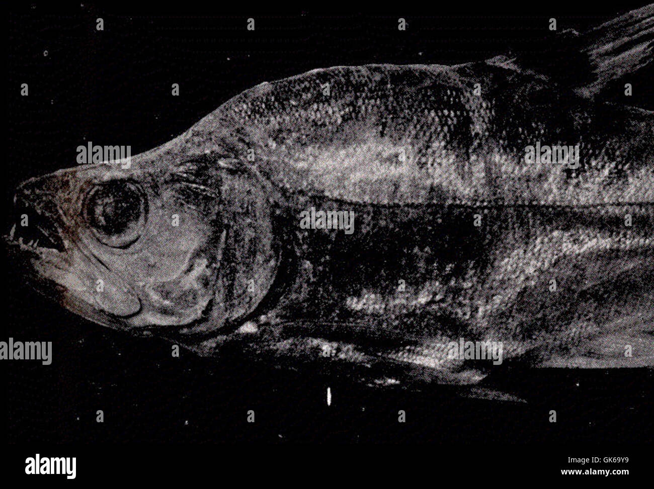 Charax caliurus, described by Eigenmann and Kennedy, is a fish species ...