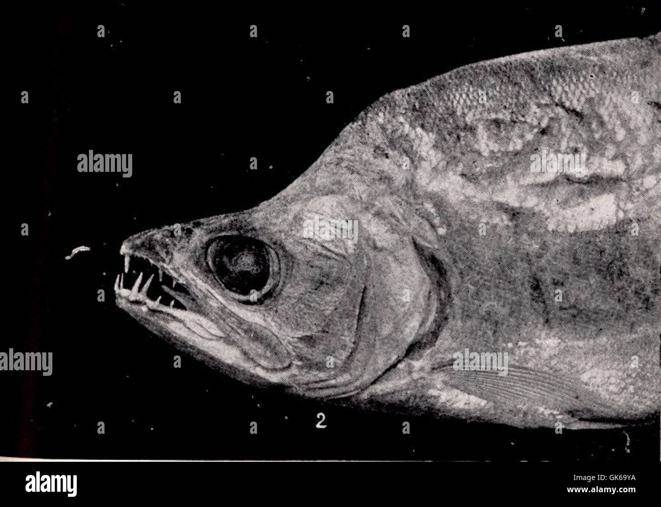Charax squamosus, commonly known as the scaled characin, is a ...
