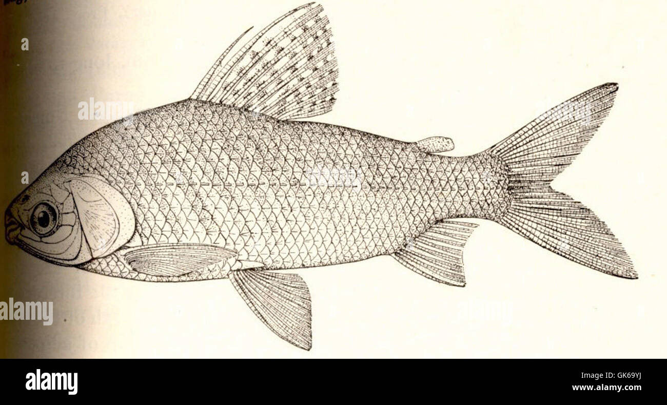 *Prochilodus beani*, a species of freshwater fish, is featured here ...