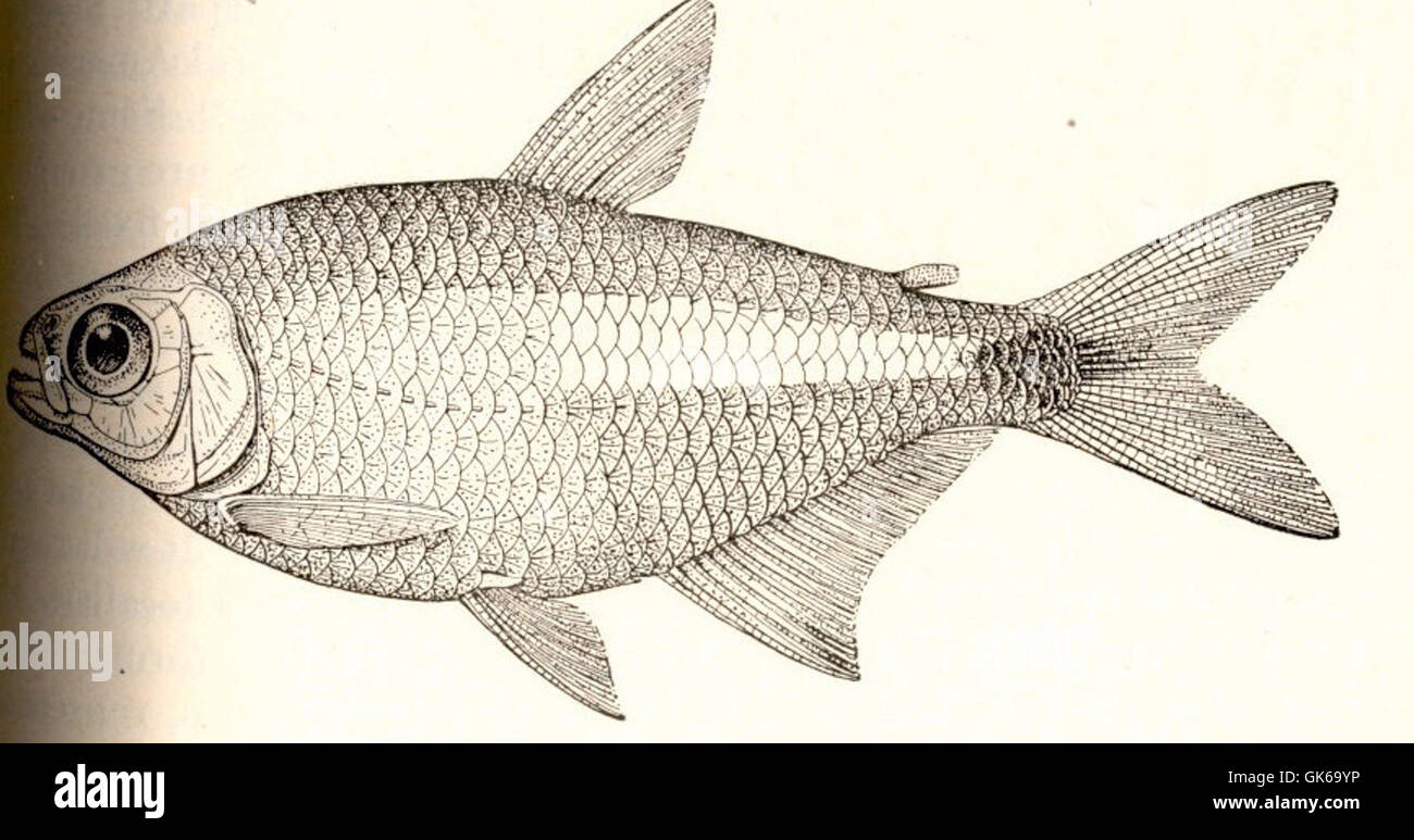 Hemigrammus inconstans is a species of freshwater fish native to South ...