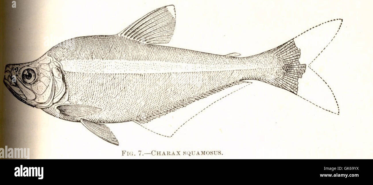 Charax squamosus, also known as the scaled characin, is a species of ...