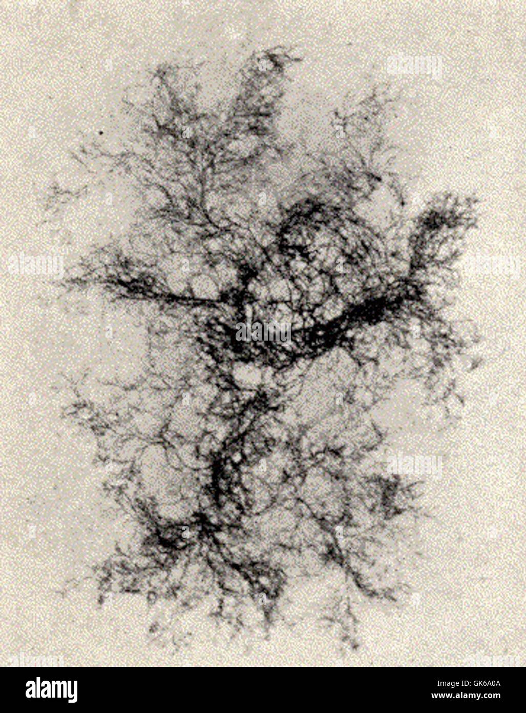 Filamentous algae hi-res stock photography and images - Alamy