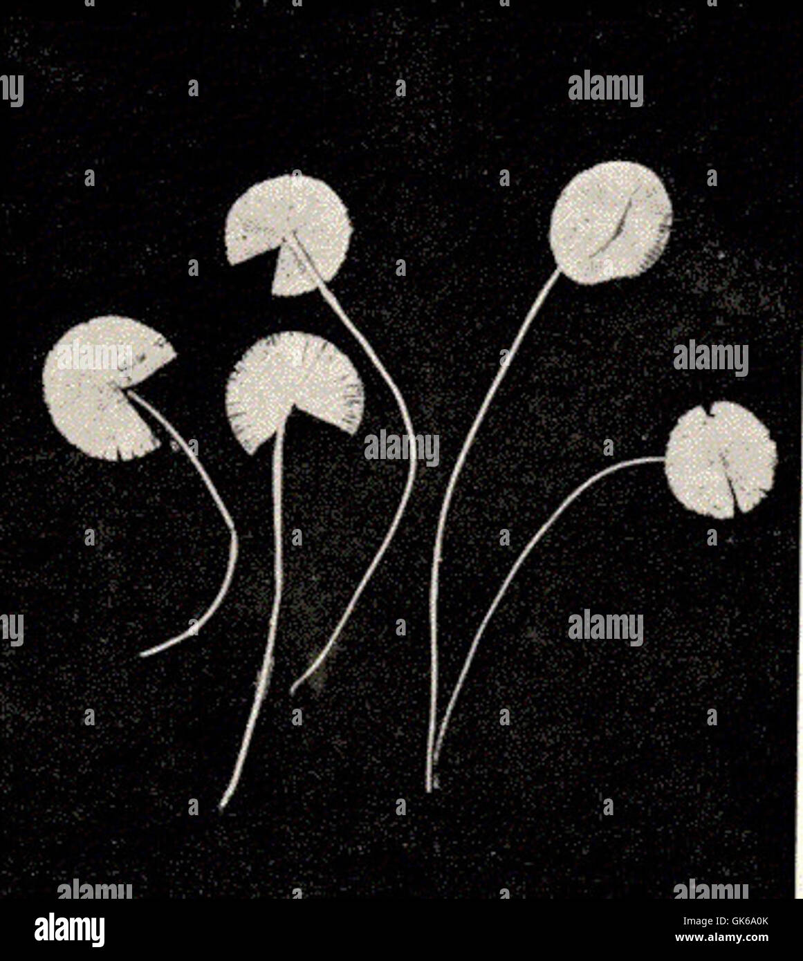 Acetabularia crenulata hi-res stock photography and images - Alamy