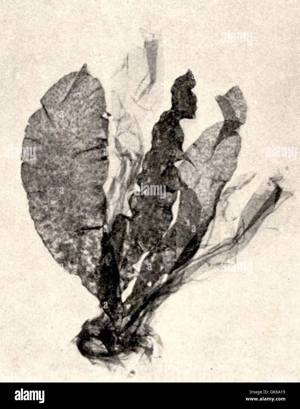 Bullosus hi-res stock photography and images - Alamy