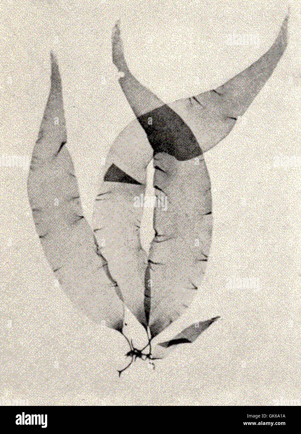 Phyllitis fascia hi-res stock photography and images - Alamy