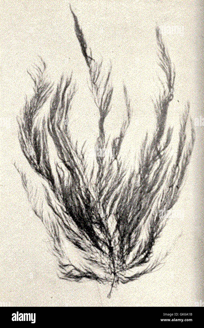 Desmarestia viridis hi-res stock photography and images - Alamy