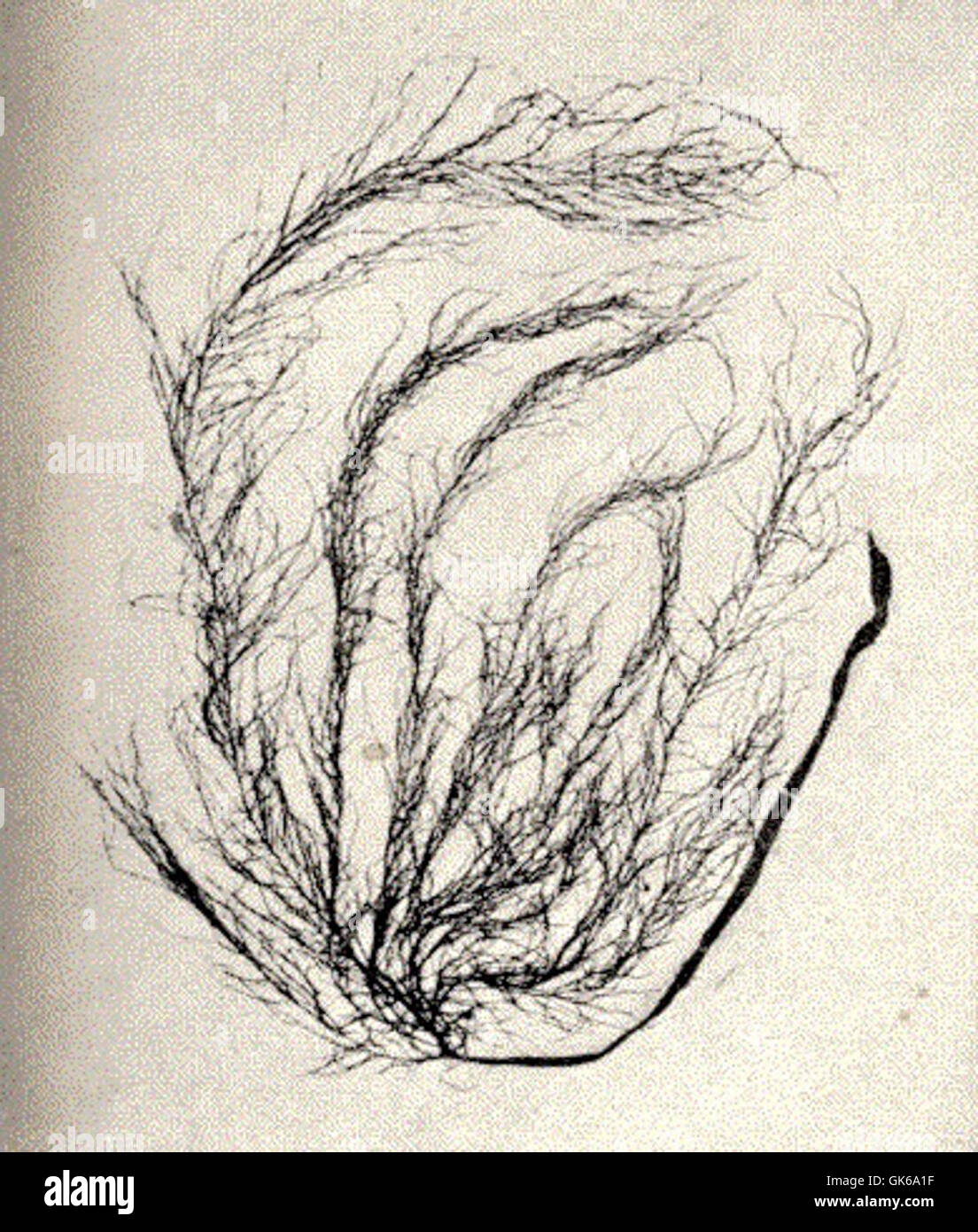 Dictyosiphon foeniculaceus hi-res stock photography and images - Alamy