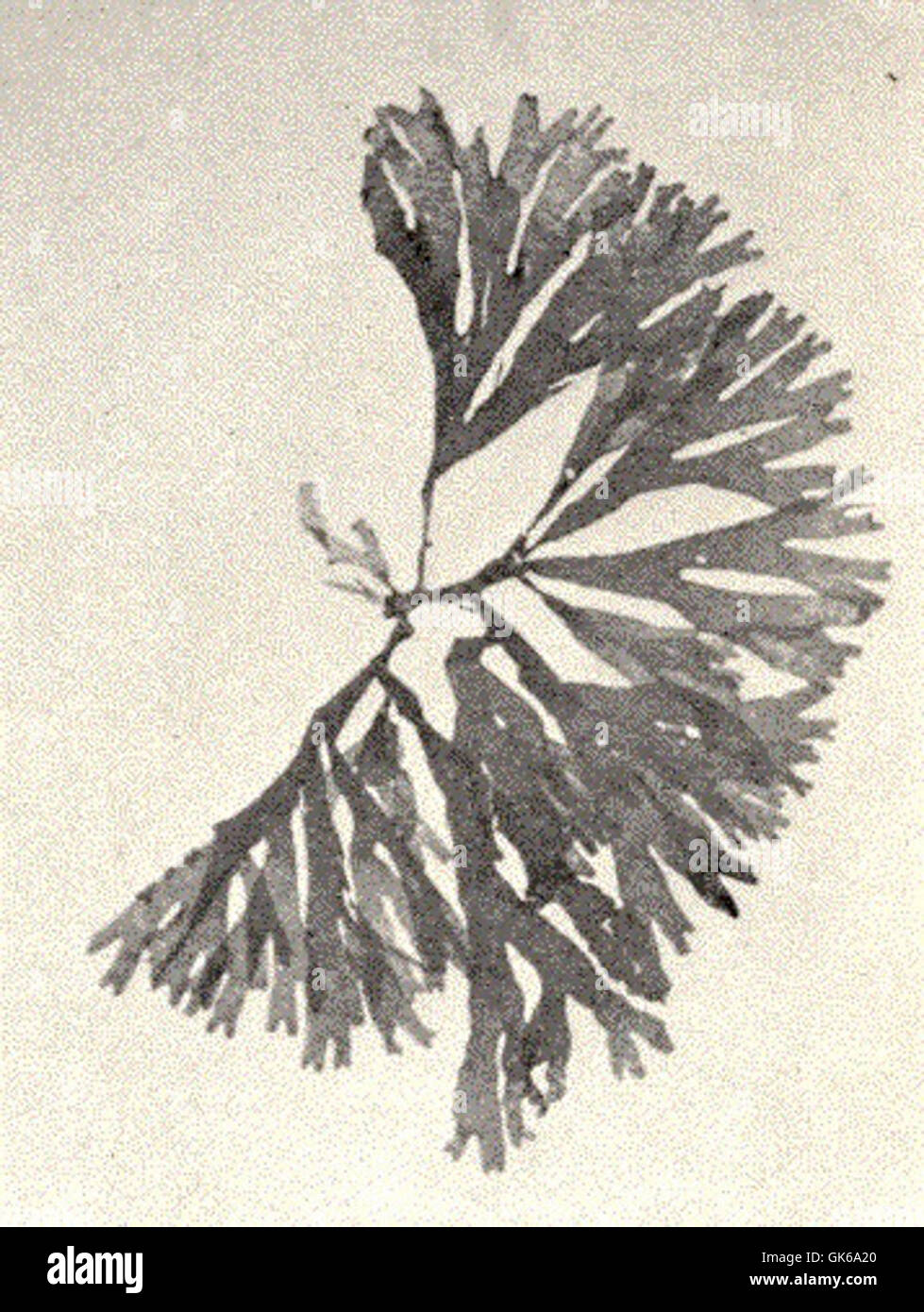 Dictyota hi-res stock photography and images - Alamy