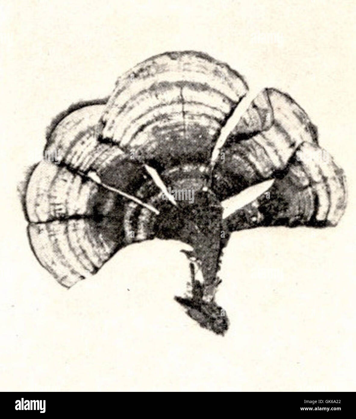 52445 Padina pavonia Stock Photo - Alamy