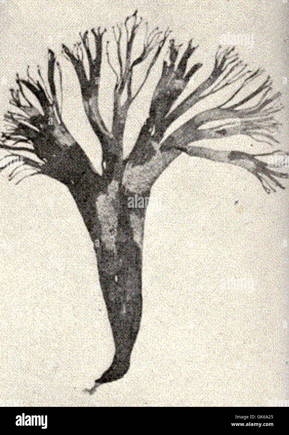 Cutleria multifida hi-res stock photography and images - Alamy