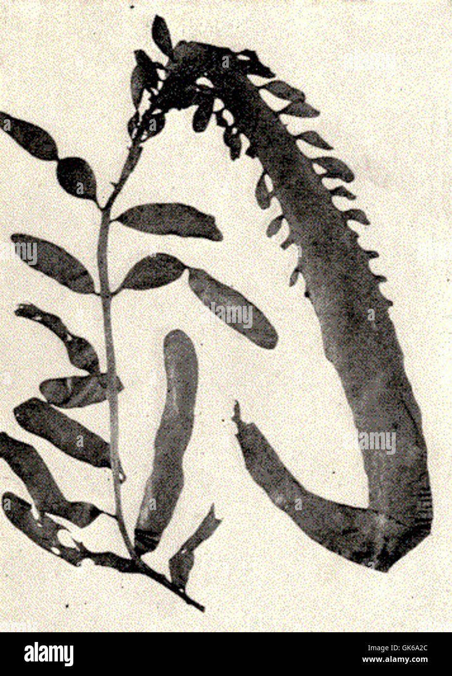 Phyllospora menziesti, a type of marine algae, plays a significant role ...