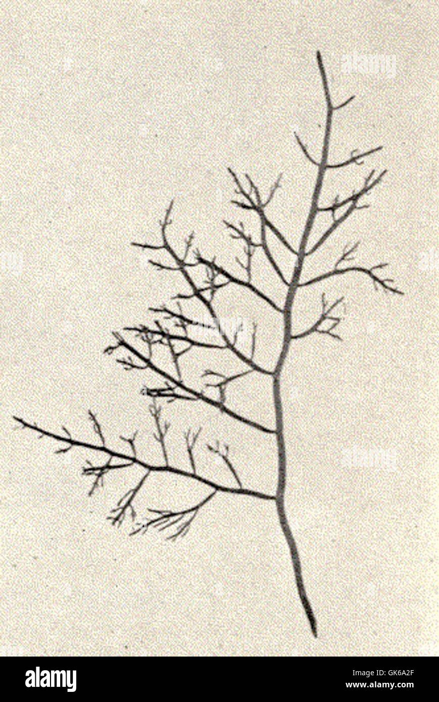 Algae gelidium hi-res stock photography and images - Alamy