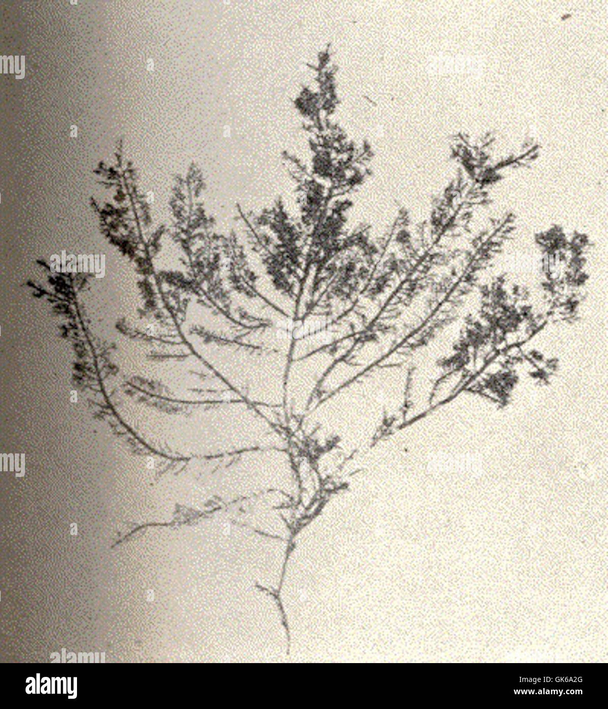 Gelidium hi-res stock photography and images - Alamy