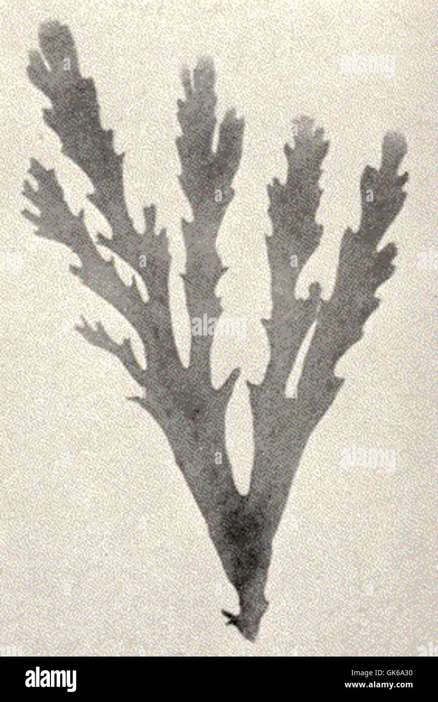 52468 Callophyllis lacindata Stock Photo - Alamy