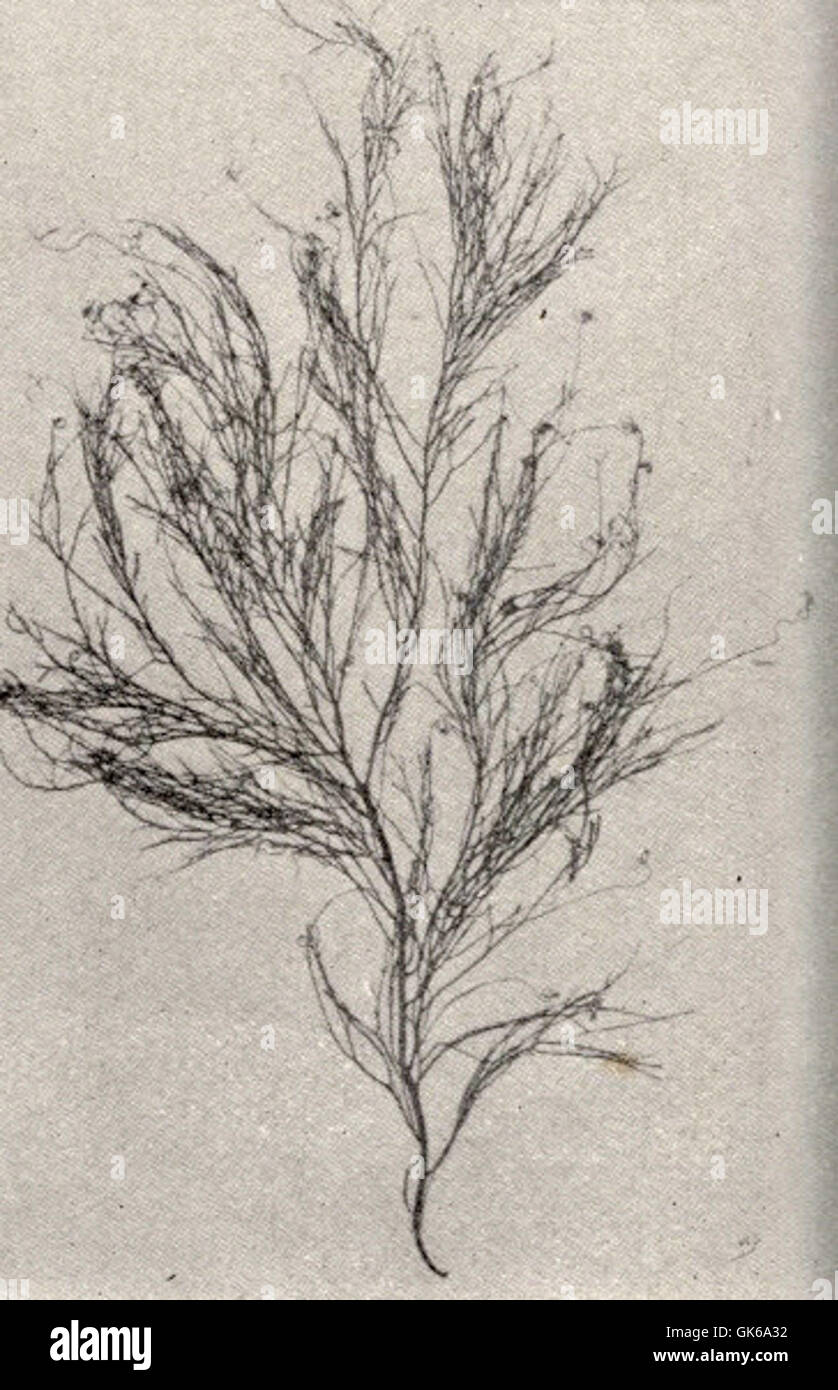 Rocky shoreline organisms hi-res stock photography and images - Alamy