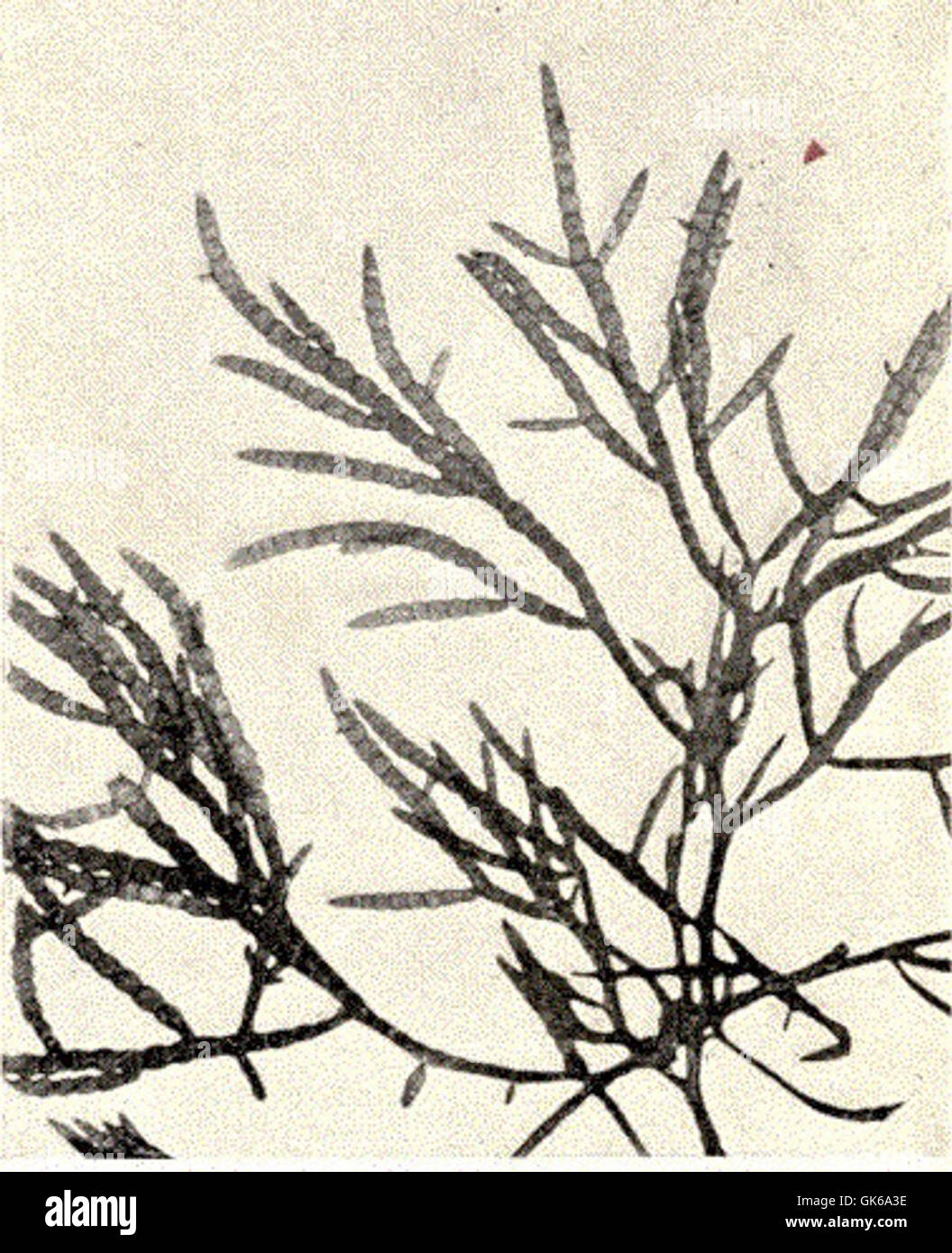 Intricate microscopic algae hi-res stock photography and images - Alamy