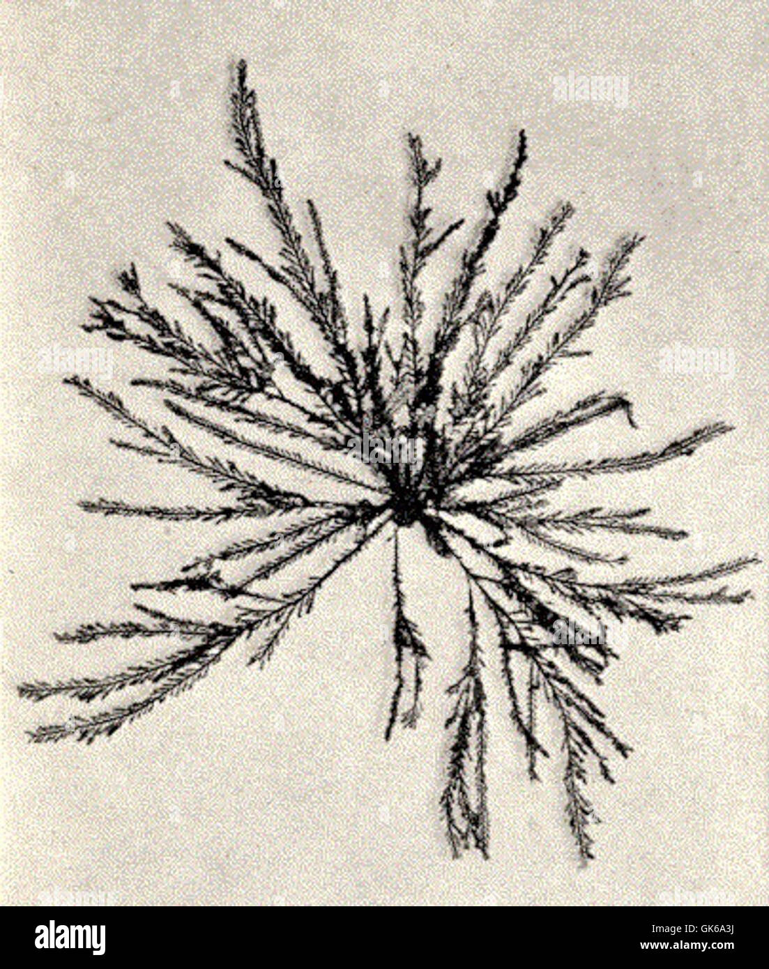 52483 Polysiphonia dendroidea Stock Photo - Alamy