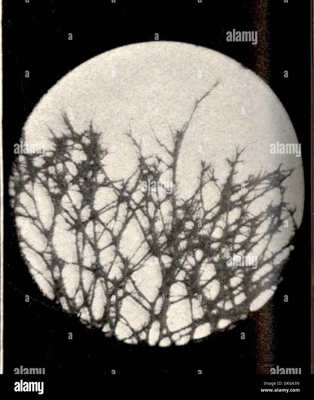 Polysiphonia Harveyi, a red algae species, is magnified here to show ...