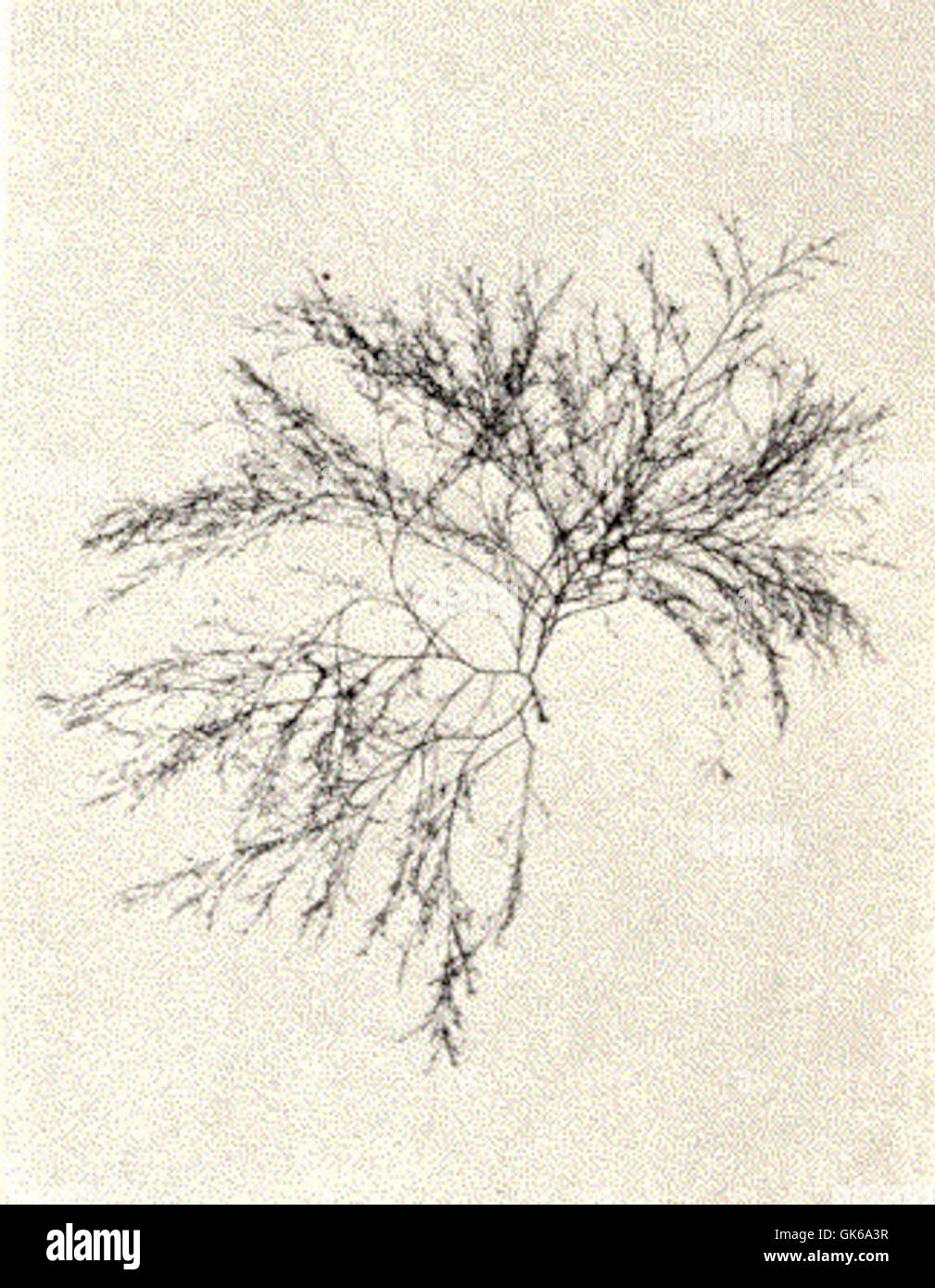 Polysiphonia fibrillosa hi-res stock photography and images - Alamy