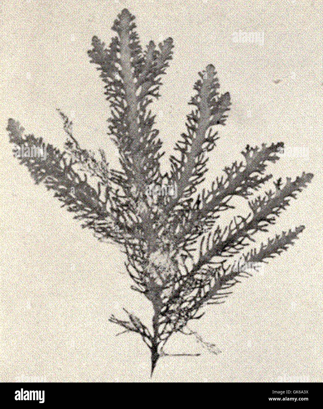 Laurencia hi-res stock photography and images - Alamy