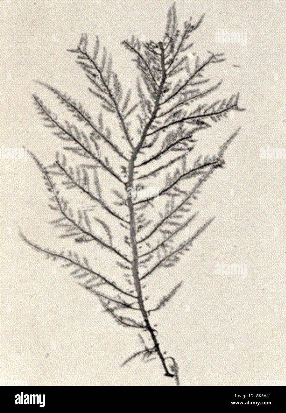 52493 Dasya plumosa Stock Photo - Alamy