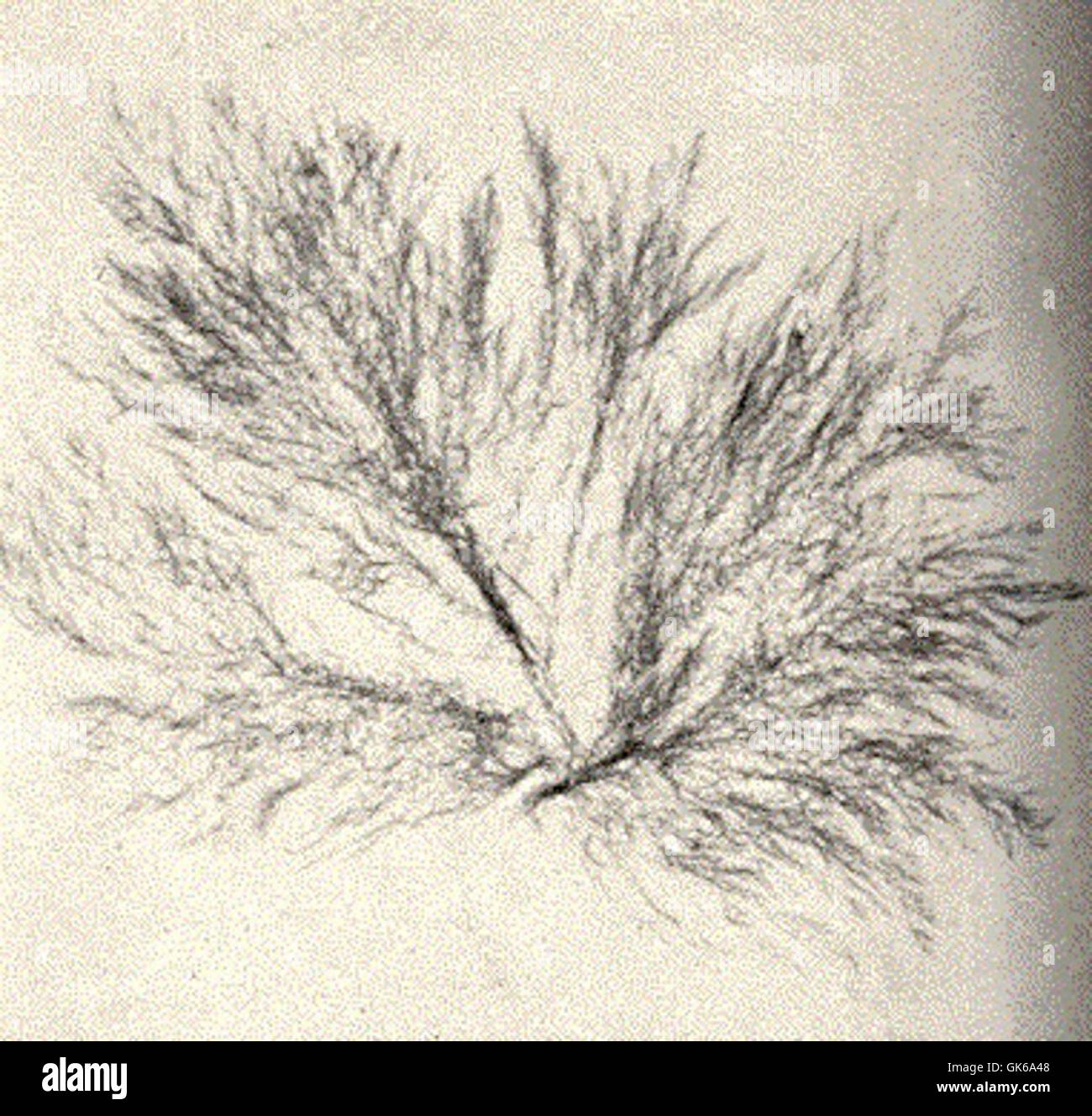 Callithamnion americanum hi-res stock photography and images - Alamy