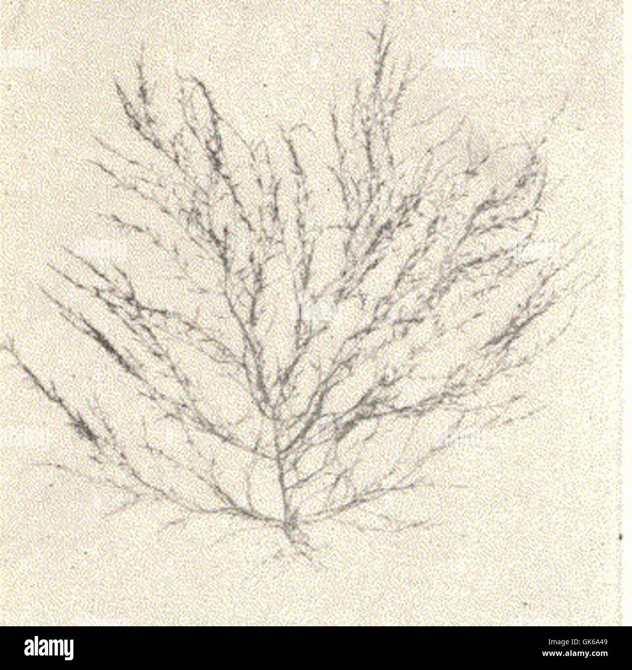 Chondria hi-res stock photography and images - Alamy