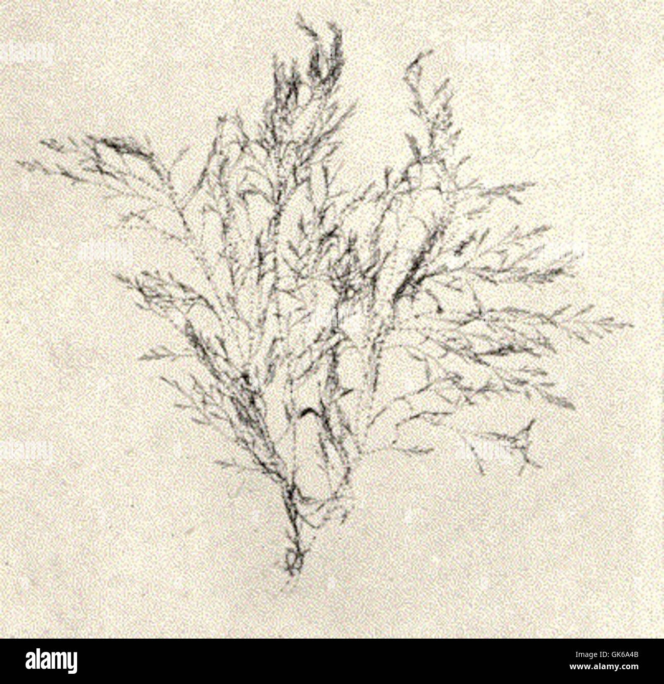 Callithamnion hi-res stock photography and images - Alamy