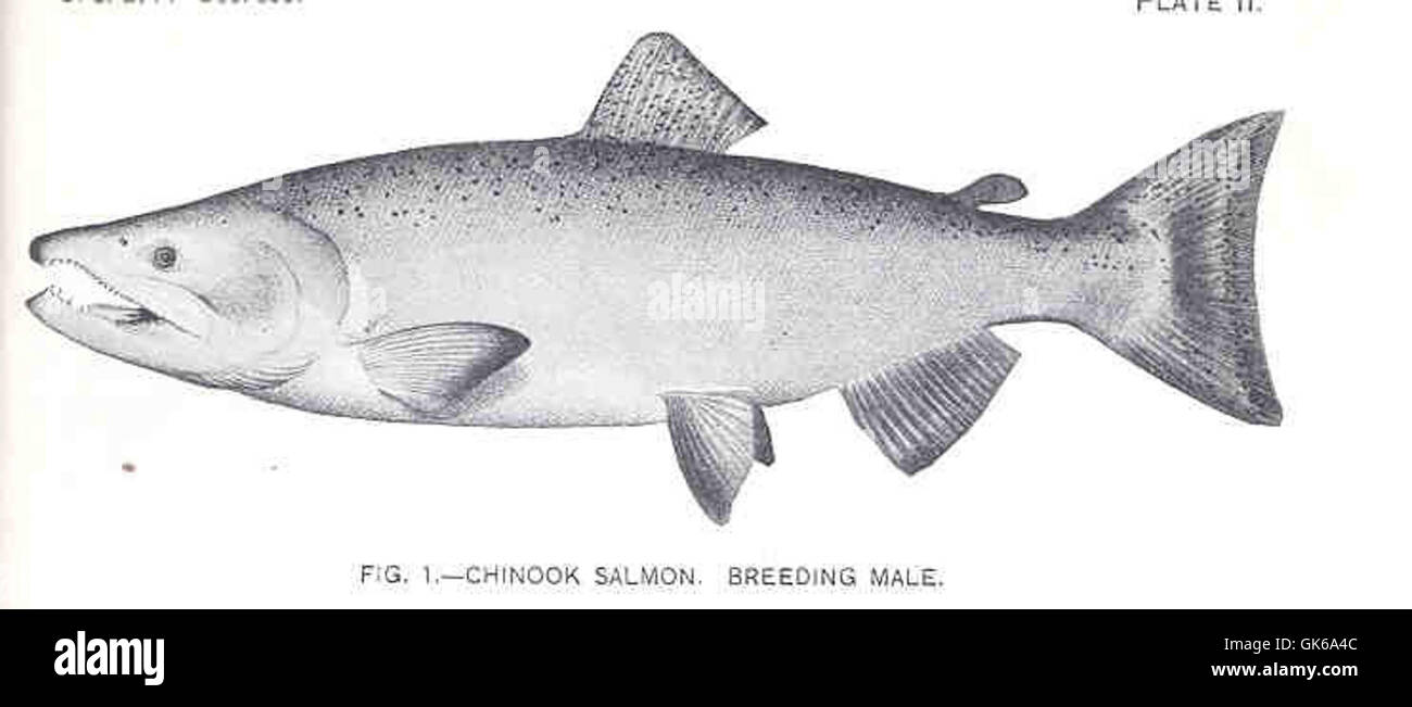 A breeding male Chinook salmon, known for its distinctive large size ...