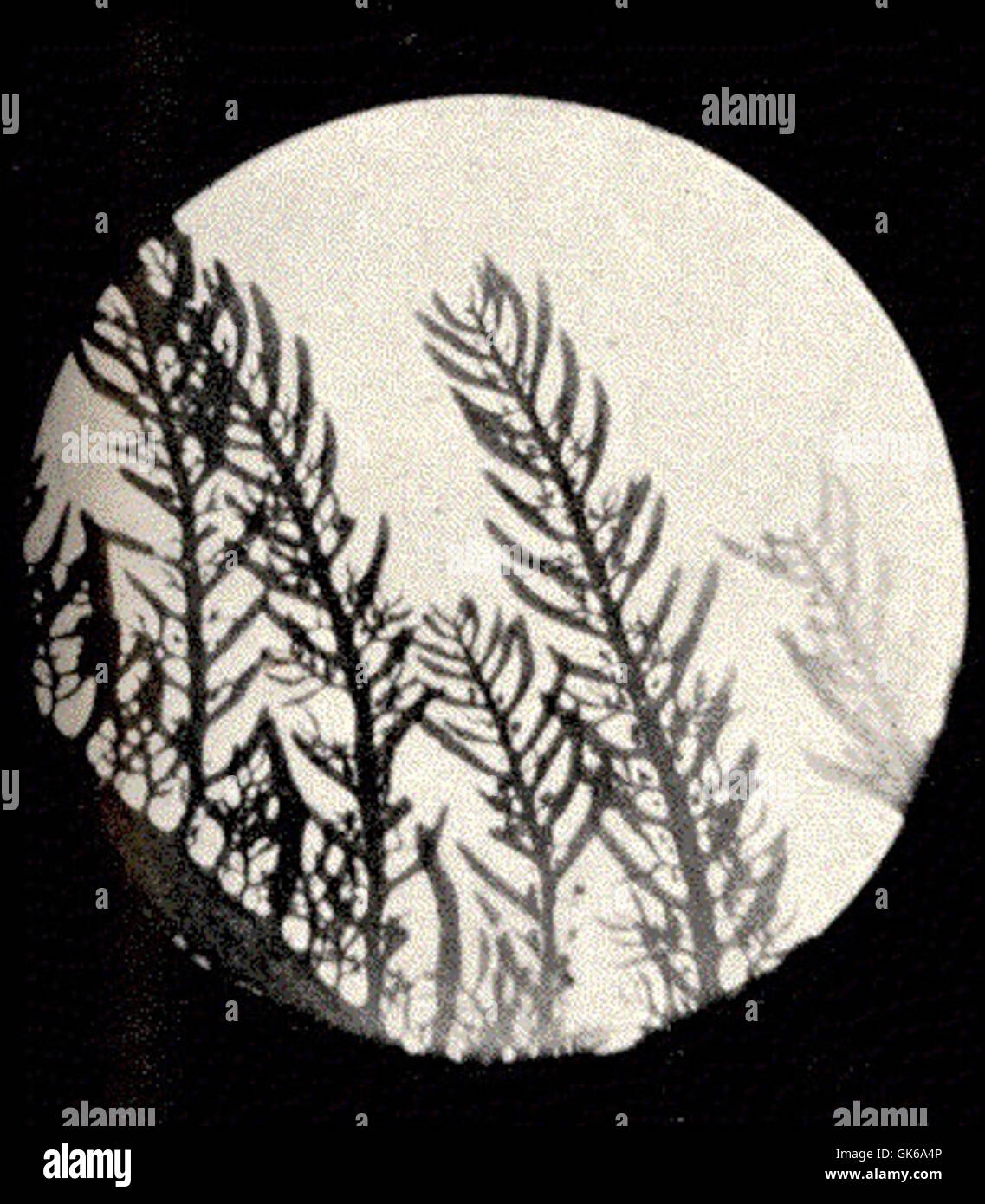 Branching red algae hi-res stock photography and images - Alamy