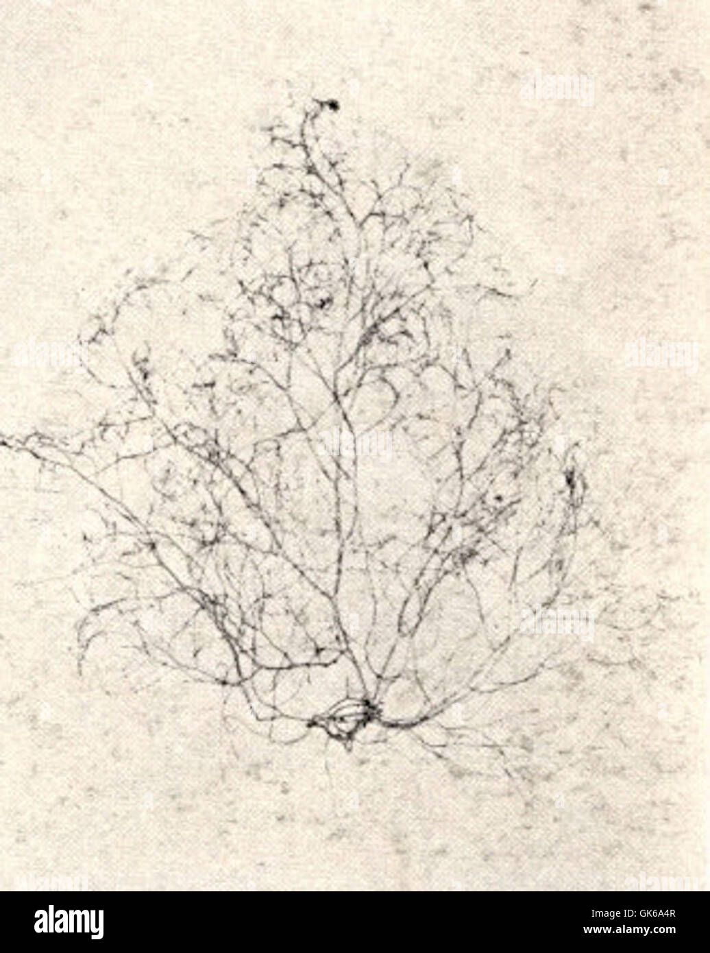 *Spyridia filamentosa* is a species of red algae found in shallow ...