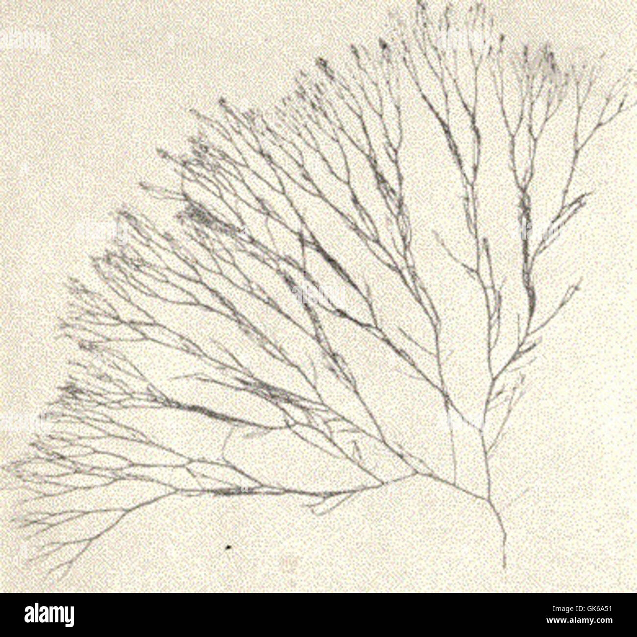 Red algae ceramium rubrum in hi-res stock photography and images - Alamy