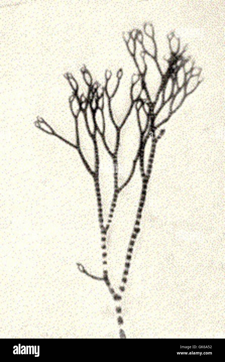 Ceramium rubrum is a species of red algae commonly found in marine ...