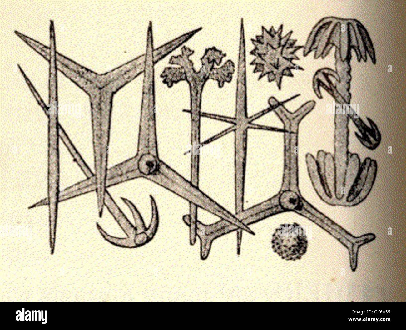 This image displays various forms of sponge spicules, the skeletal ...